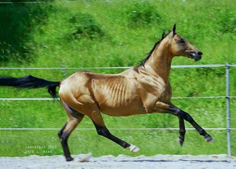 O koňoch :: Kone-pre-vsetkych