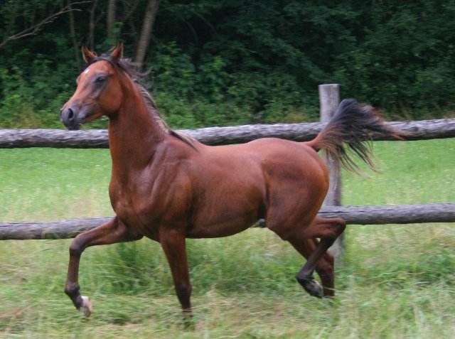 O koňoch :: Kone-pre-vsetkych